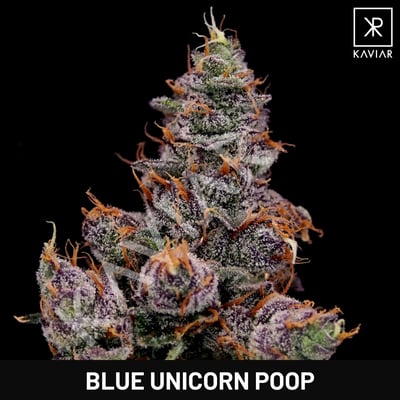 Blue Unicorn Poop | Kaviar - Jane