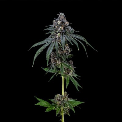 Purple Plague | FloraCal™ | Premium Flower - Jane