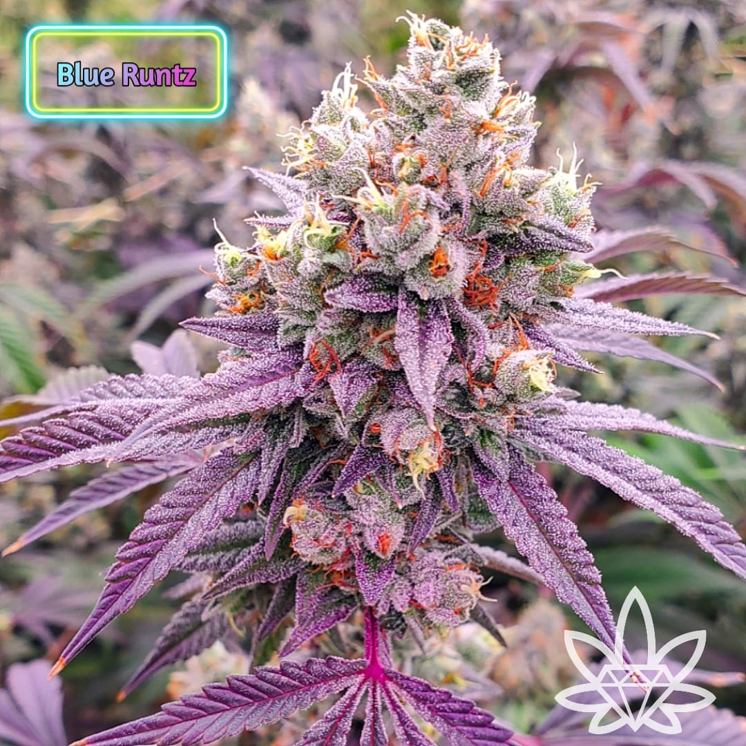 Blue Runtz [.5g] | High End Farms | 2 Pack Pre Roll - Jane