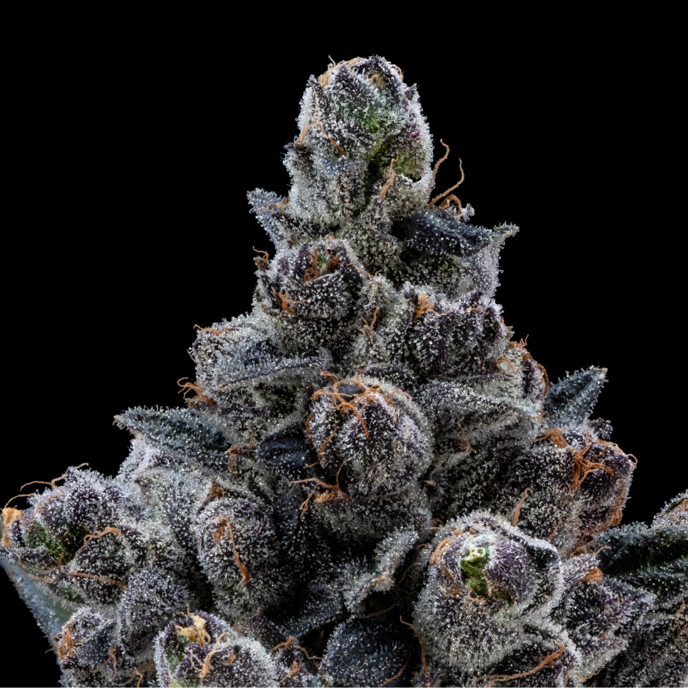 Gastro Pop | FloraCal™ | Premium Flower - Jane