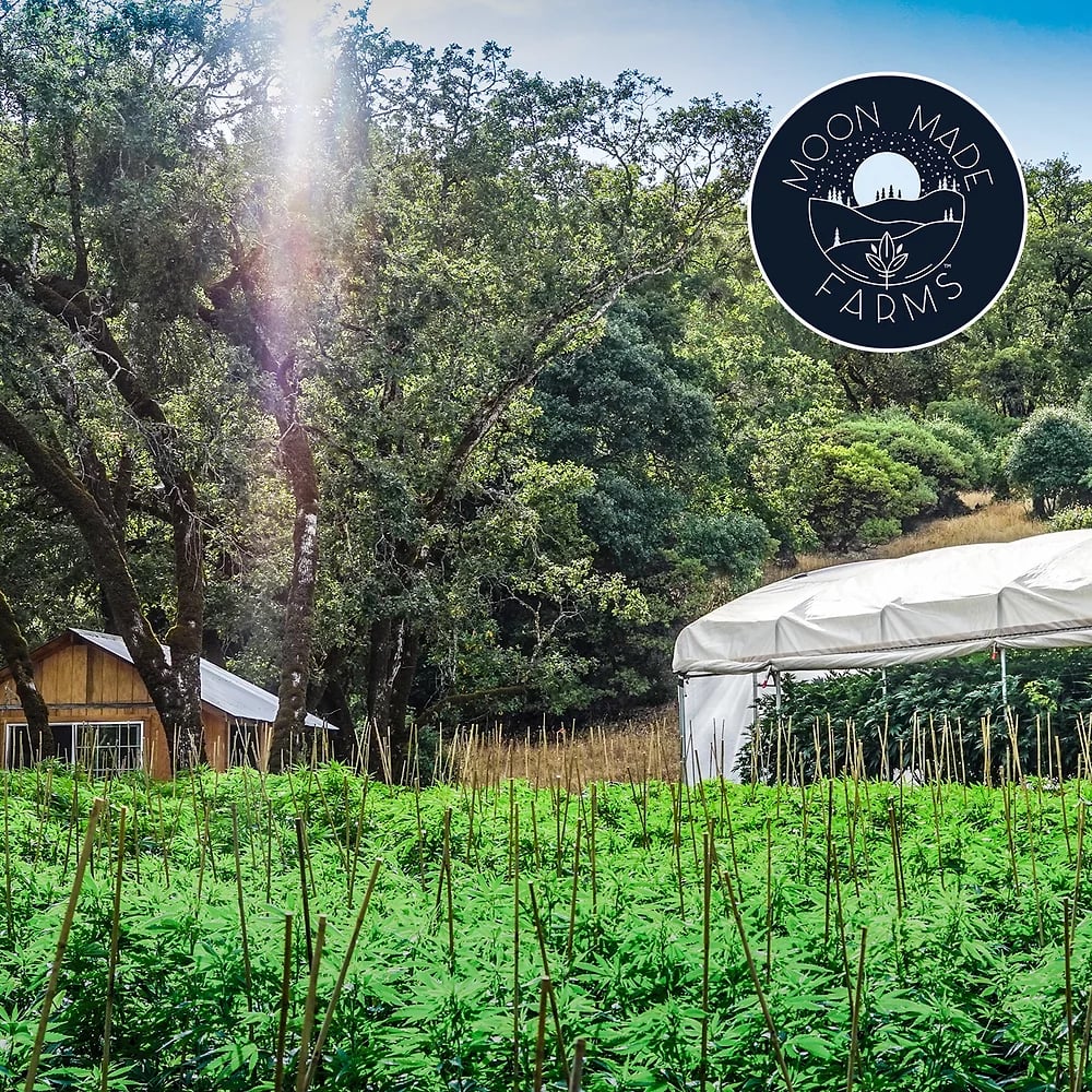 Sapphire TSU [.5g] | Chemistry | 3 Pack Pre Roll - Jane