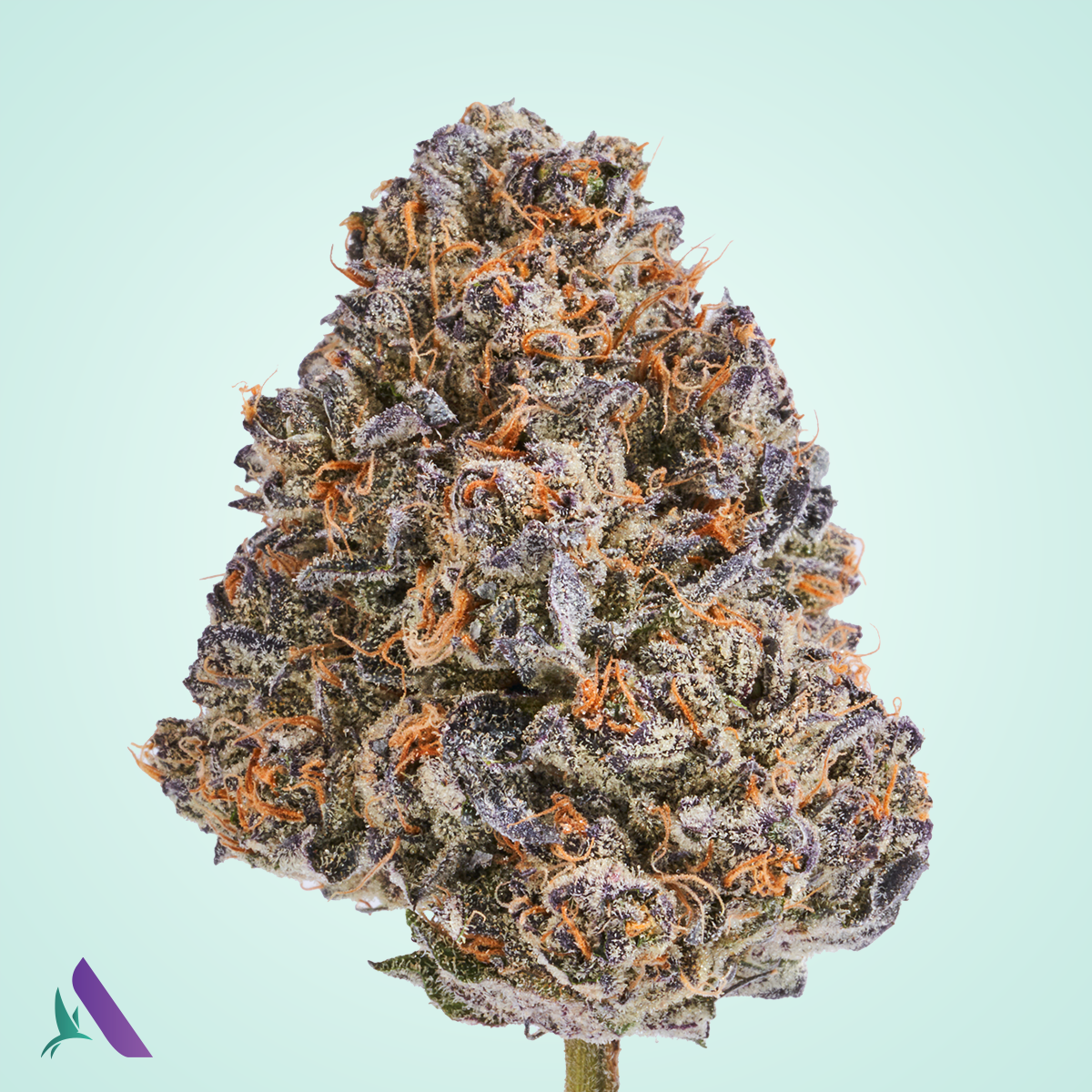 Amarena Flower T23.01% H 21354 | Affinity Grow - Jane