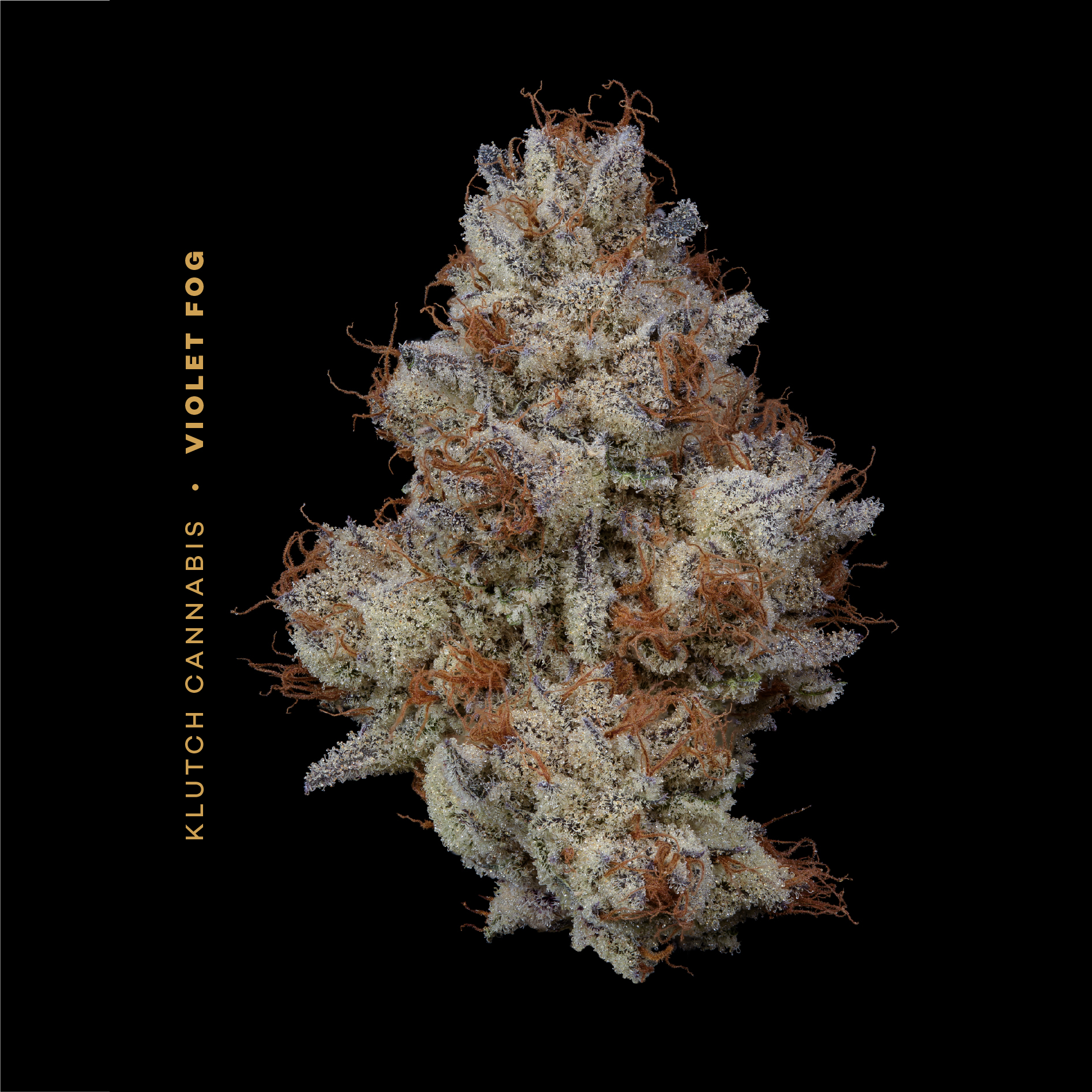 Violet Fog [2.83g] | Klutch Cannabis - Jane