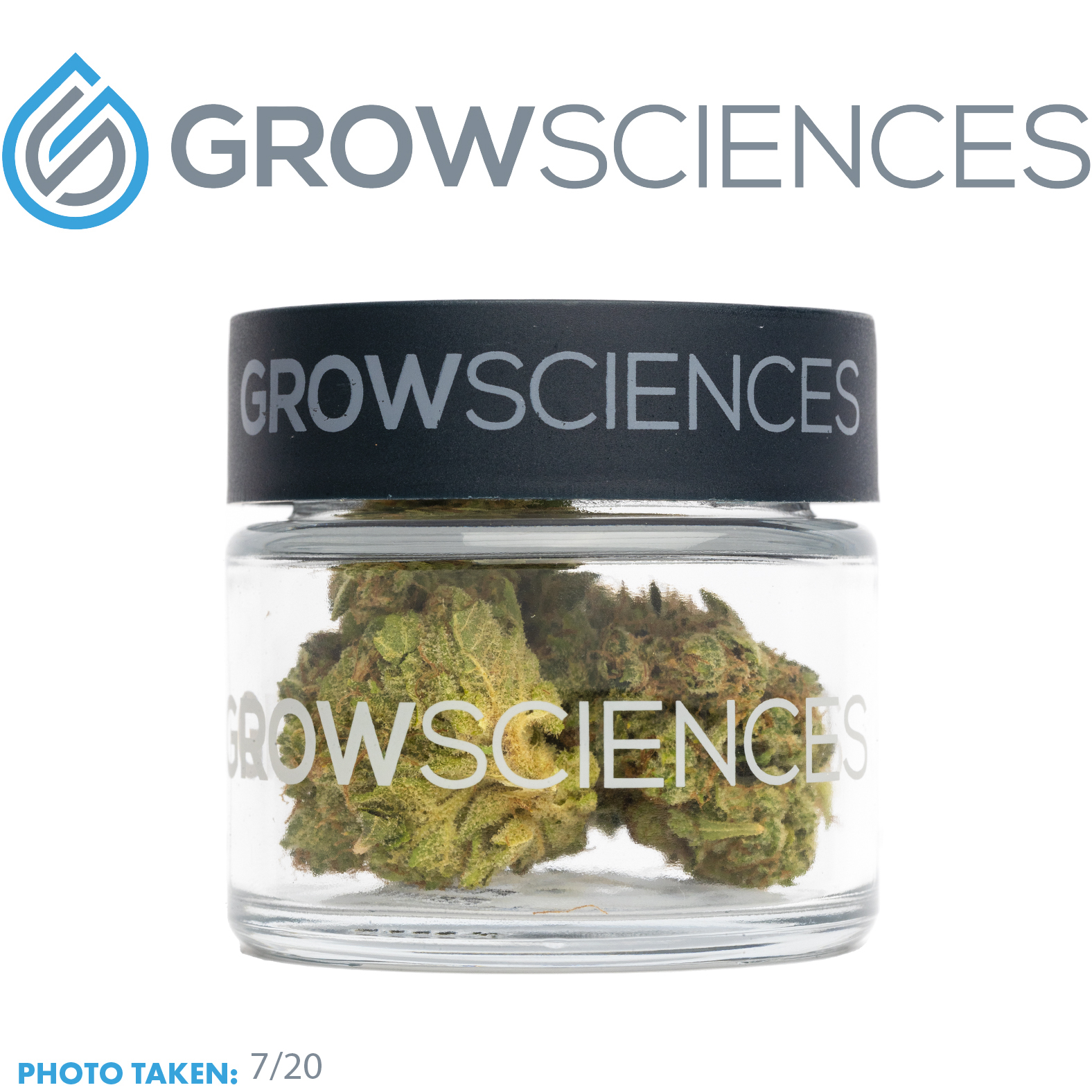 Triangle Lemons | Grow Sciences - Jane