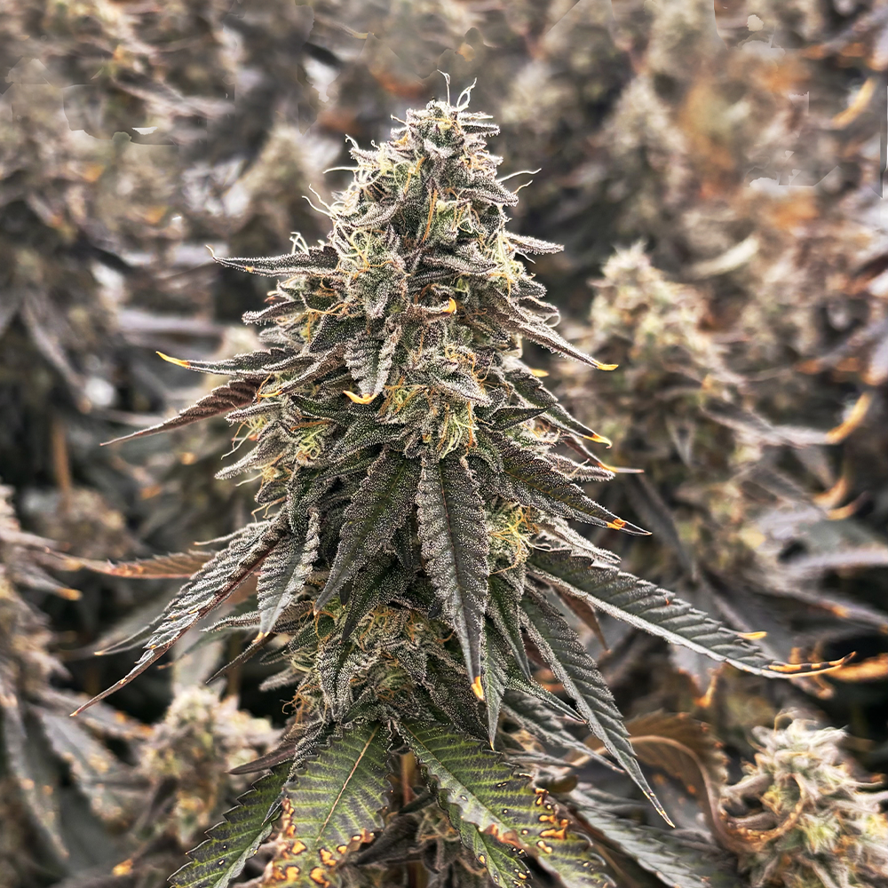 Mystic Mint undefined - Maryland, Silver Spring | RISE Cannabis