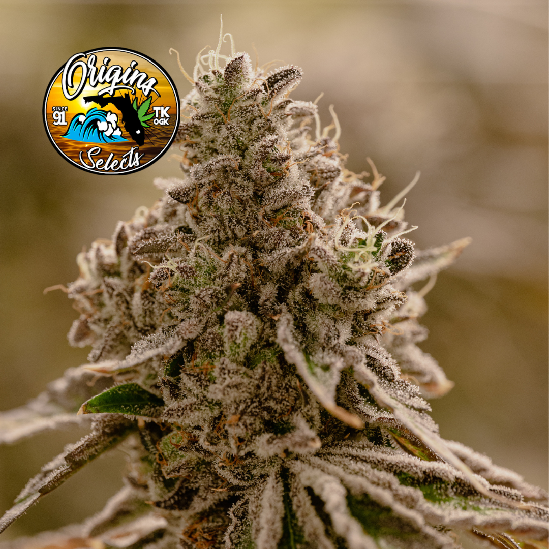 Origins Platinum TK | Freedom Town | Hybrid - Balanced - Jane