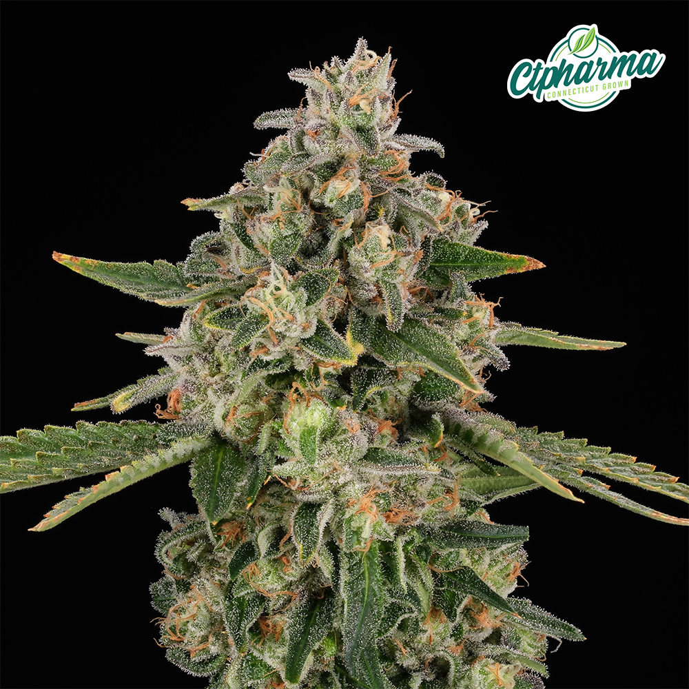 Shop CTPharma - Snow Drift (S) Flower C0020026563 | Fine Fettle ...