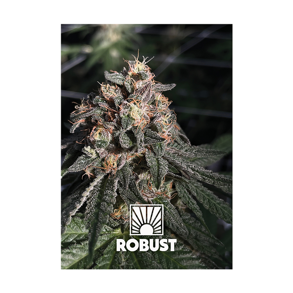 Whipz | Robust - Jane