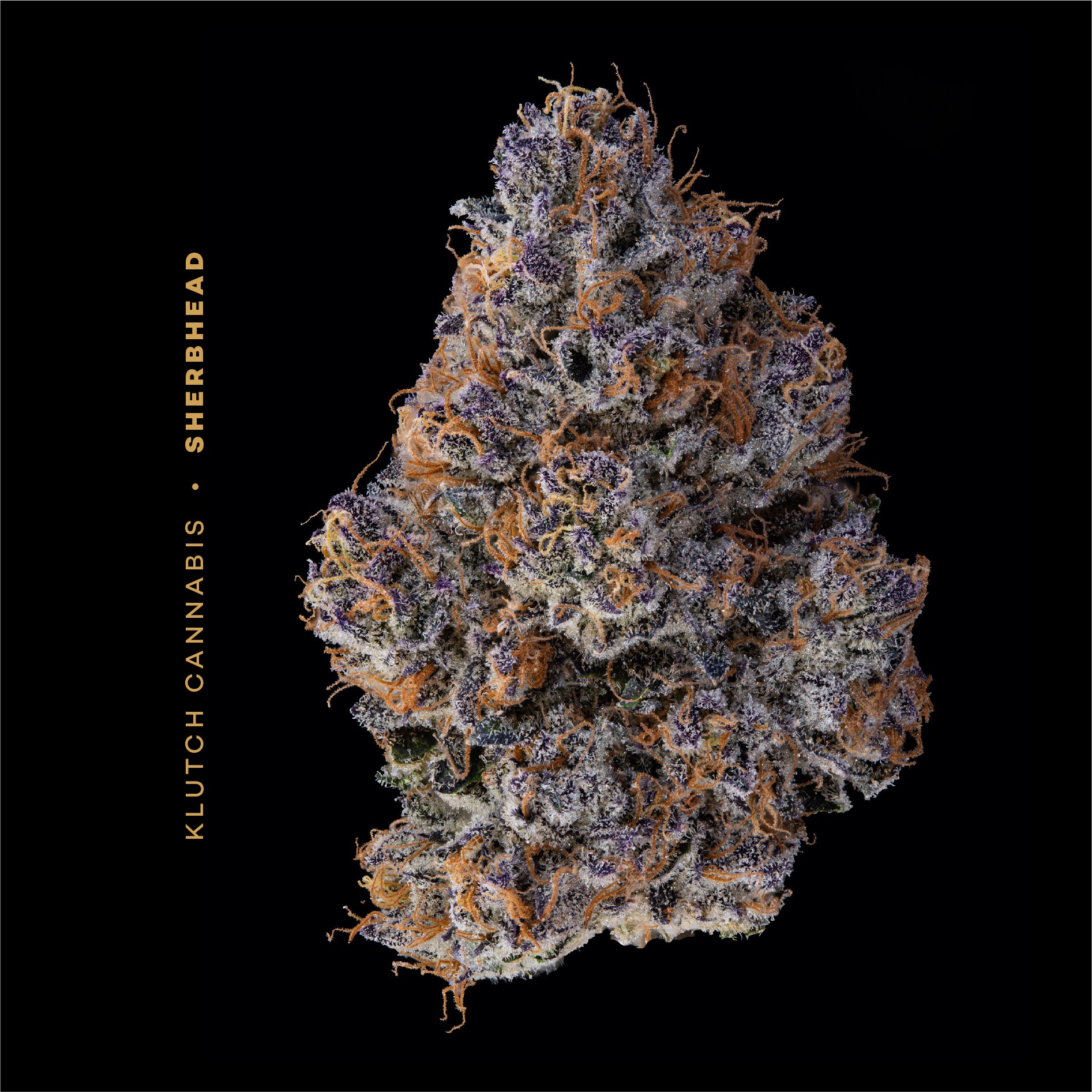 Sherbhead - 2.83g Whole Buds - Hybrid | Klutch Cannabis | Bloom