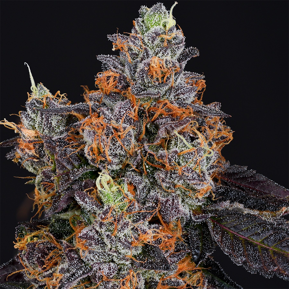 Buy Josh Wax Voulez Vous - Cookies Mission Valley Dispensary