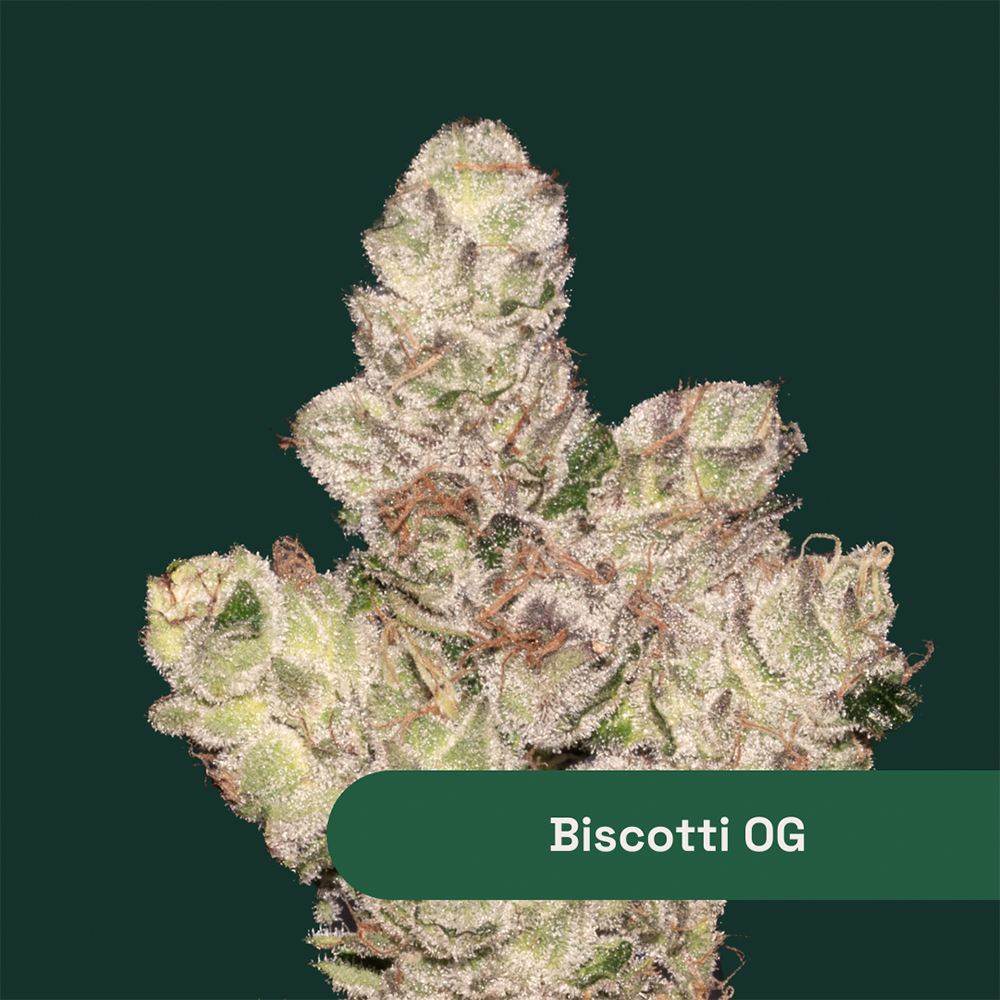 Biscotti Og - 14.15g Whole Buds - Indica | Botanist | Bloom