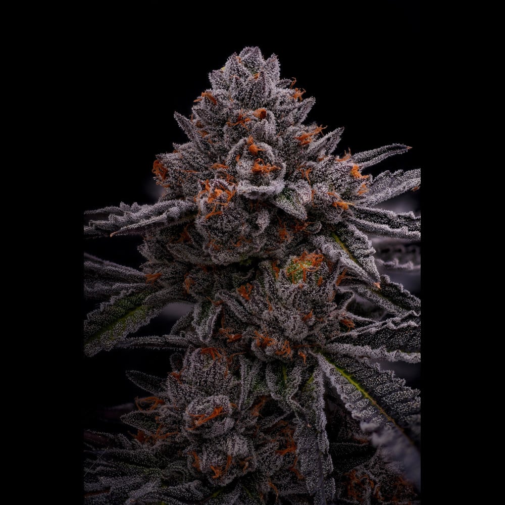 Flower | Emerald Fields