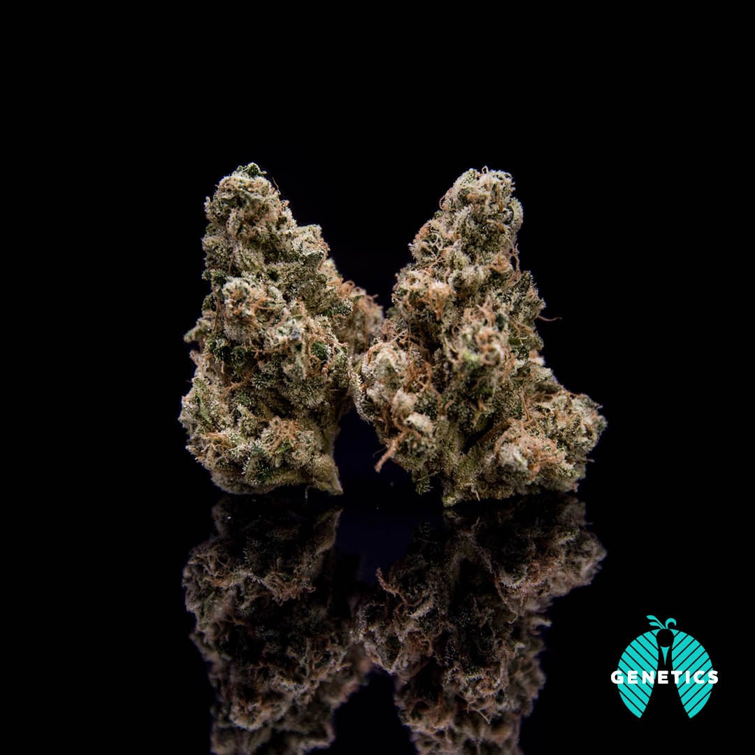 Lemon Tree | Maitri Genetics - Jane